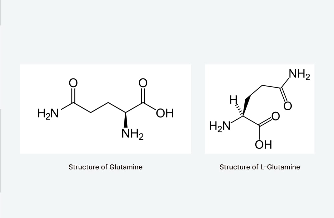 What is the Difference Between L-glutamine vs Glutamine?